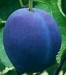 Bluefre – European plum - V. Kraus Nurseries LTD.