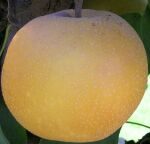 Shinko – Asian Pear - V. Kraus Nurseries LTD.