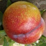 Vanier – Japanese plum - V. Kraus Nurseries LTD.
