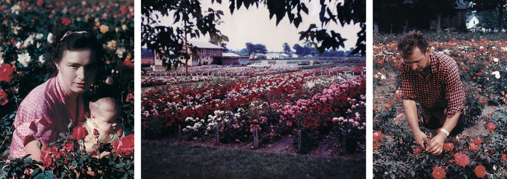 coloured-history - V. Kraus Nurseries LTD.