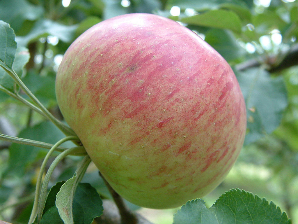 Wolf River - V. Kraus Nurseries LTD.